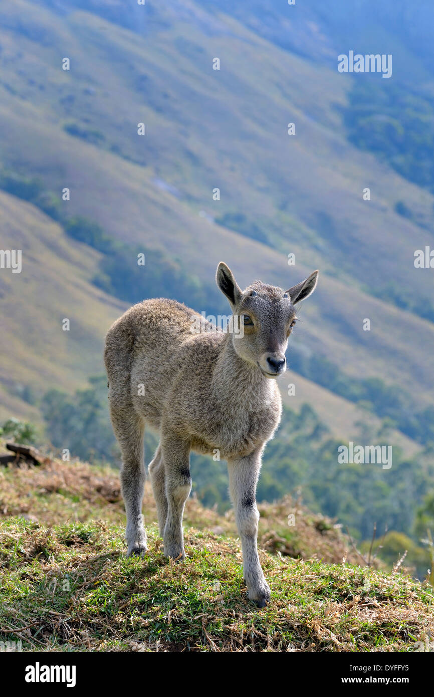 Nilgiri tahr hi-res stock photography and images - Alamy