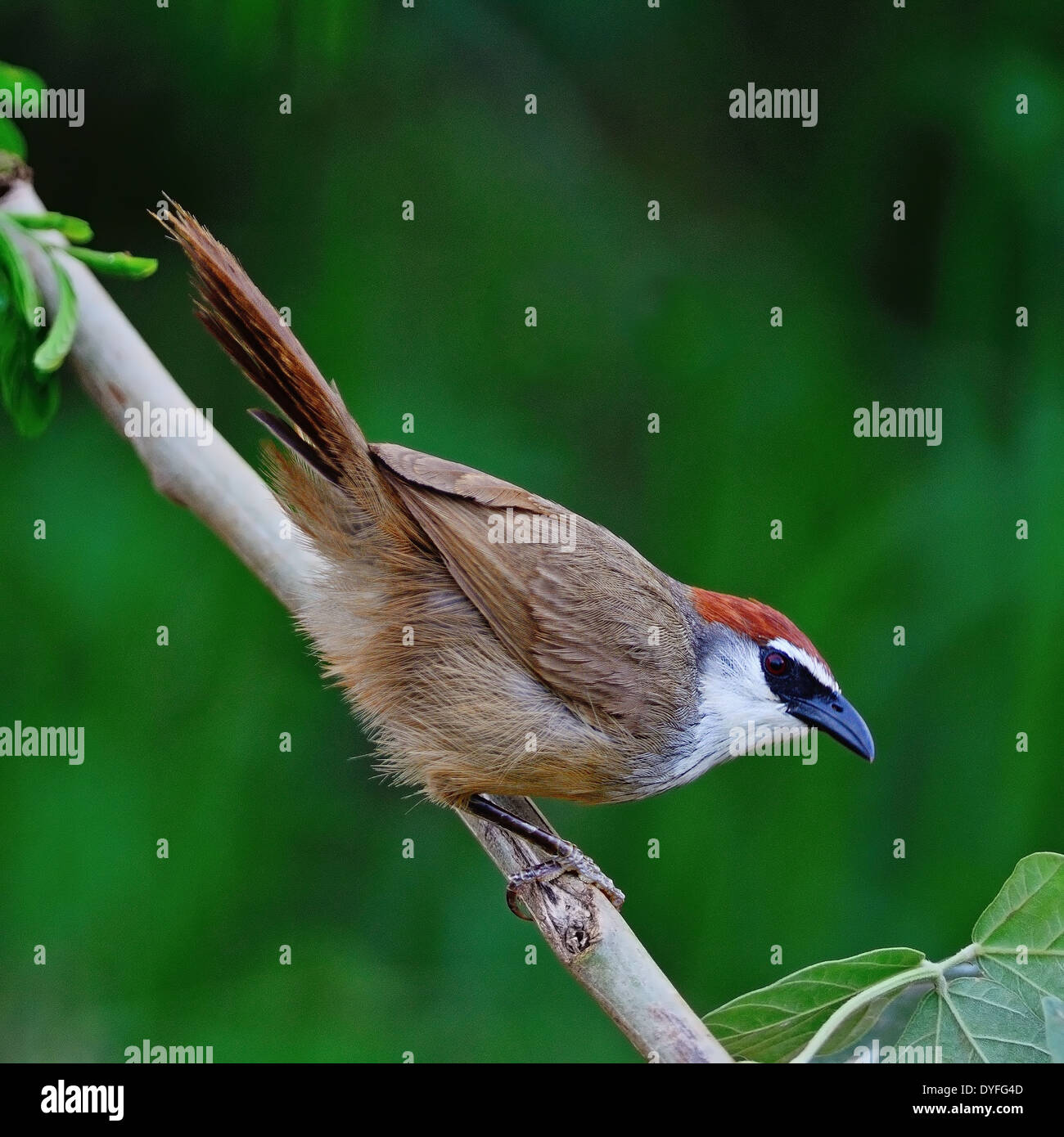 Beautiful Chestnut-capped Babbler bird (Timalia pileata), standing on a branch Stock Photo - Alamy