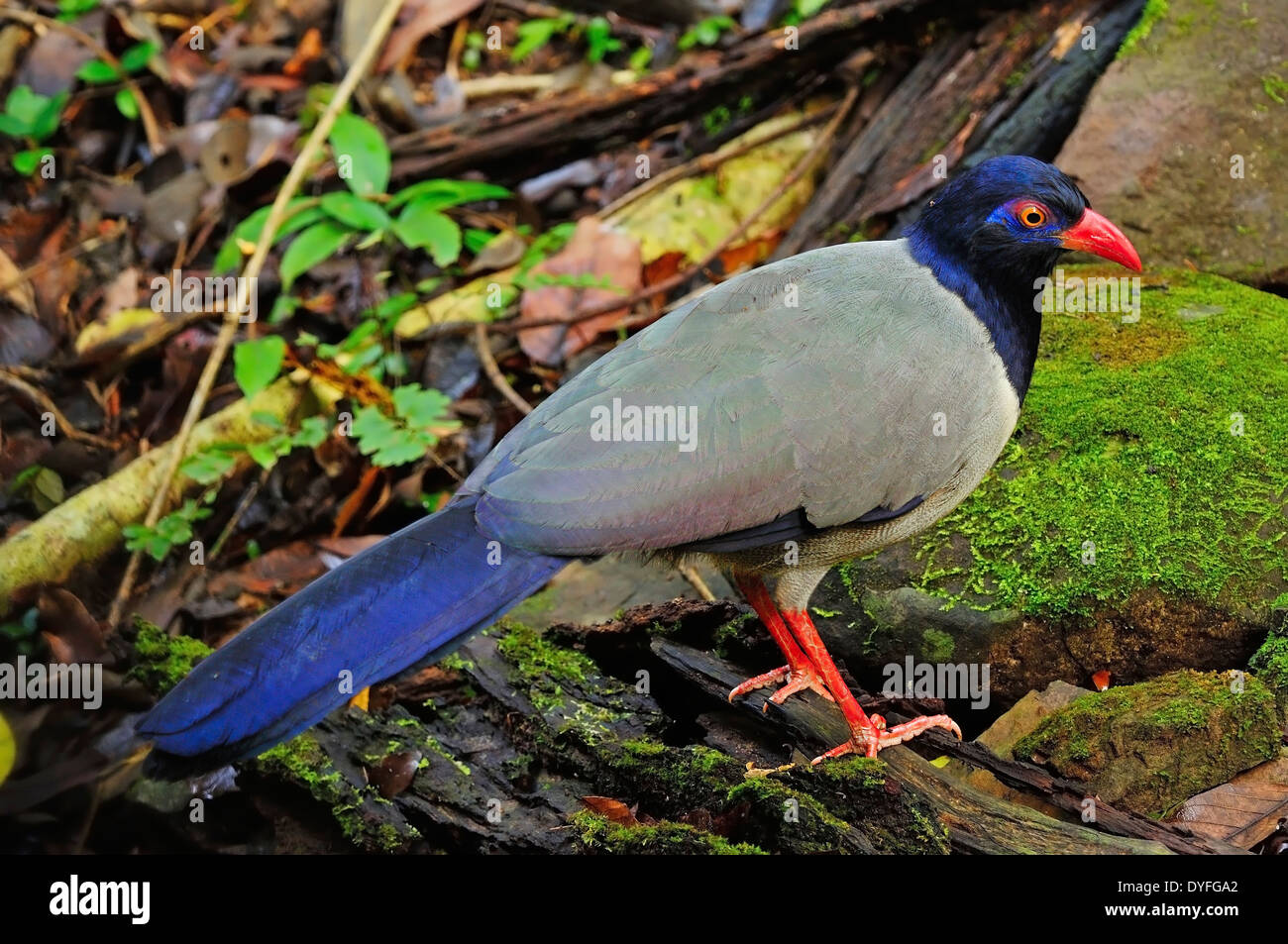 Ground-Cuckoo bird, Coral-billed Ground-Cuckoo (Carp ococcyx renauldi ...