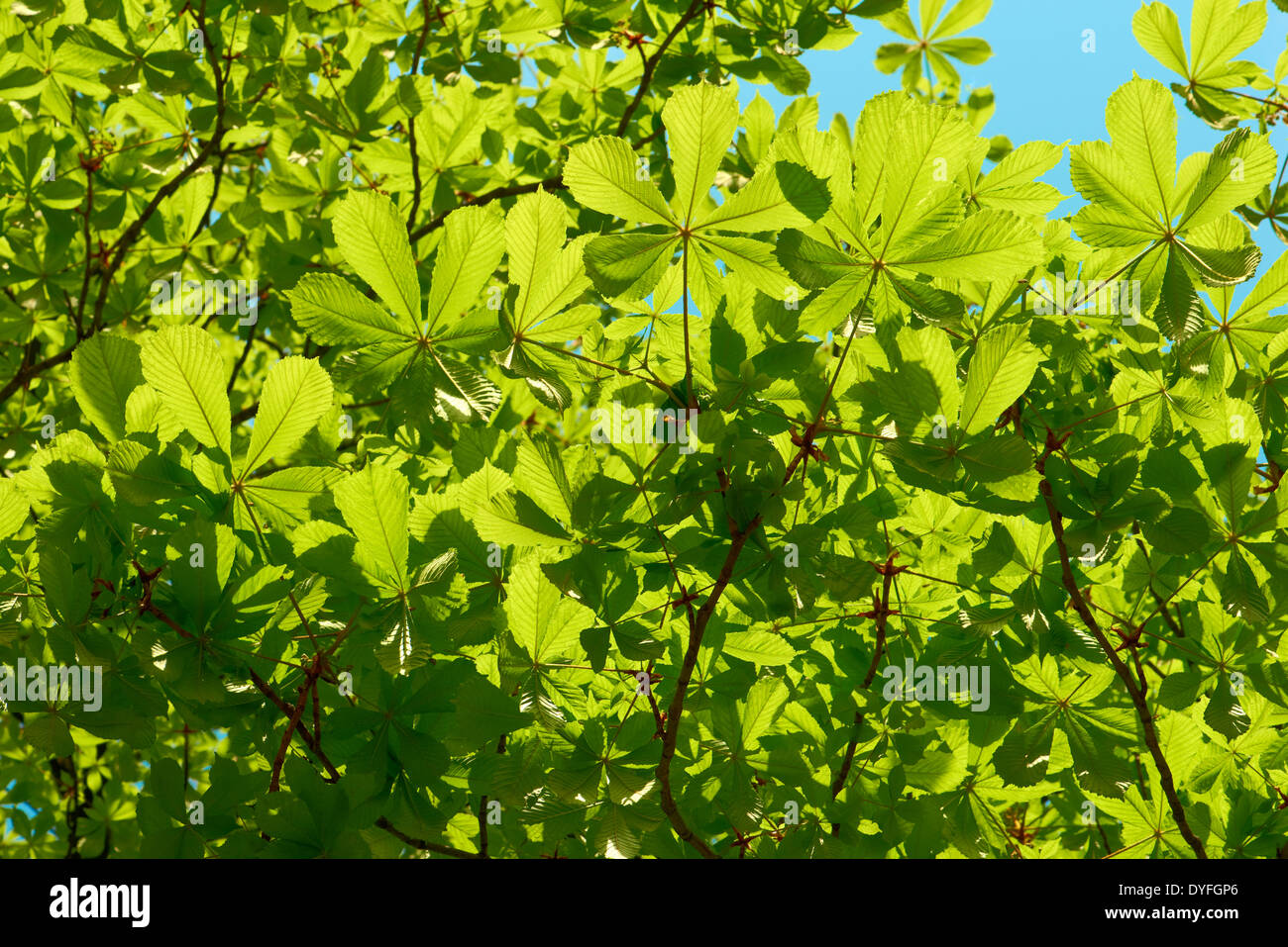 Buckeye tree in spring Stock Photo - Alamy