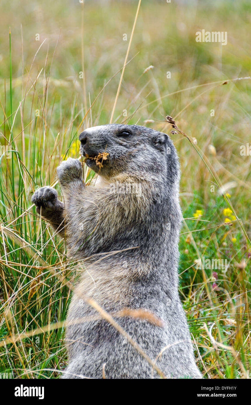 marmot while eating in the meadows of the Alps in Italy Stock Photo - Alamy