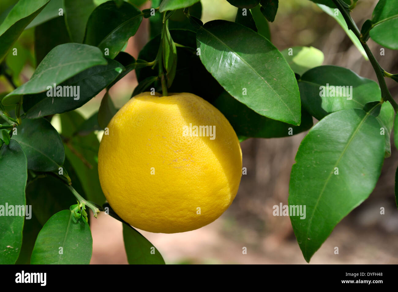 Grapefruit growing on tree Stock Photo - Alamy
