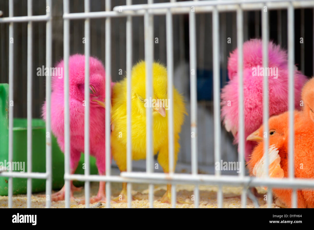 Young chicks painted in pink, yellow and orange colors in a birdcage in ...