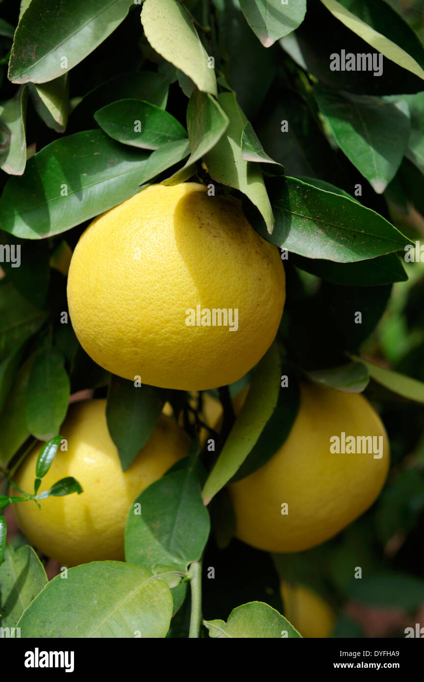 Grapefruit growing on tree Stock Photo - Alamy
