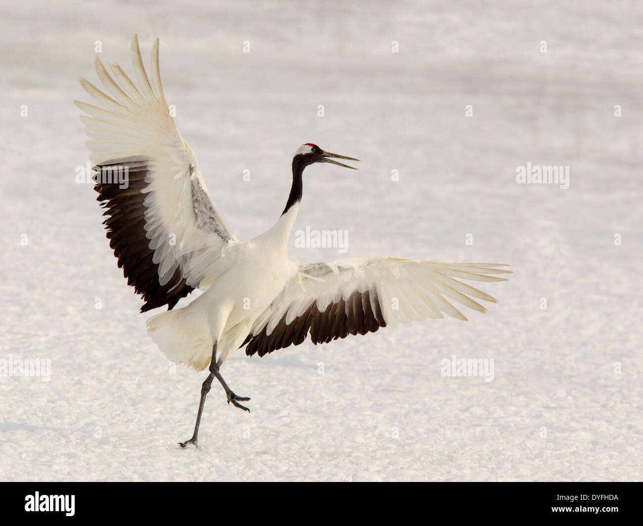 Red-crowned crane running on snow Stock Photo - Alamy