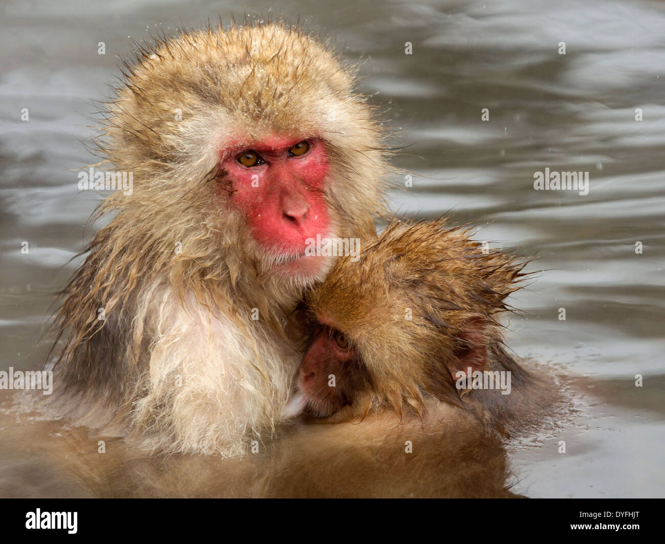 Japanese snow monkeys in thermal hi-res stock photography and images ...