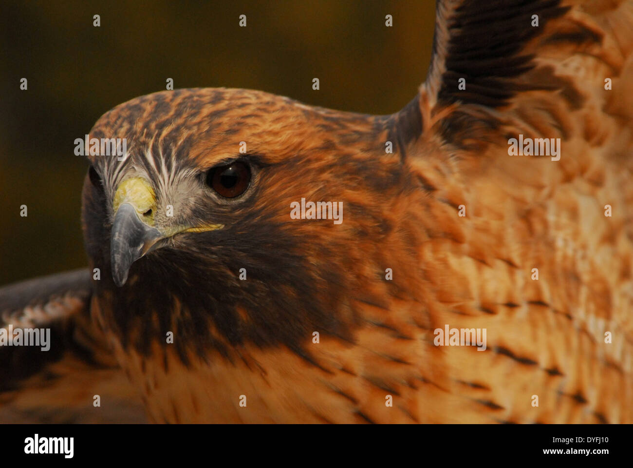 Red Tail Hawk with wings outspread Stock Photo - Alamy