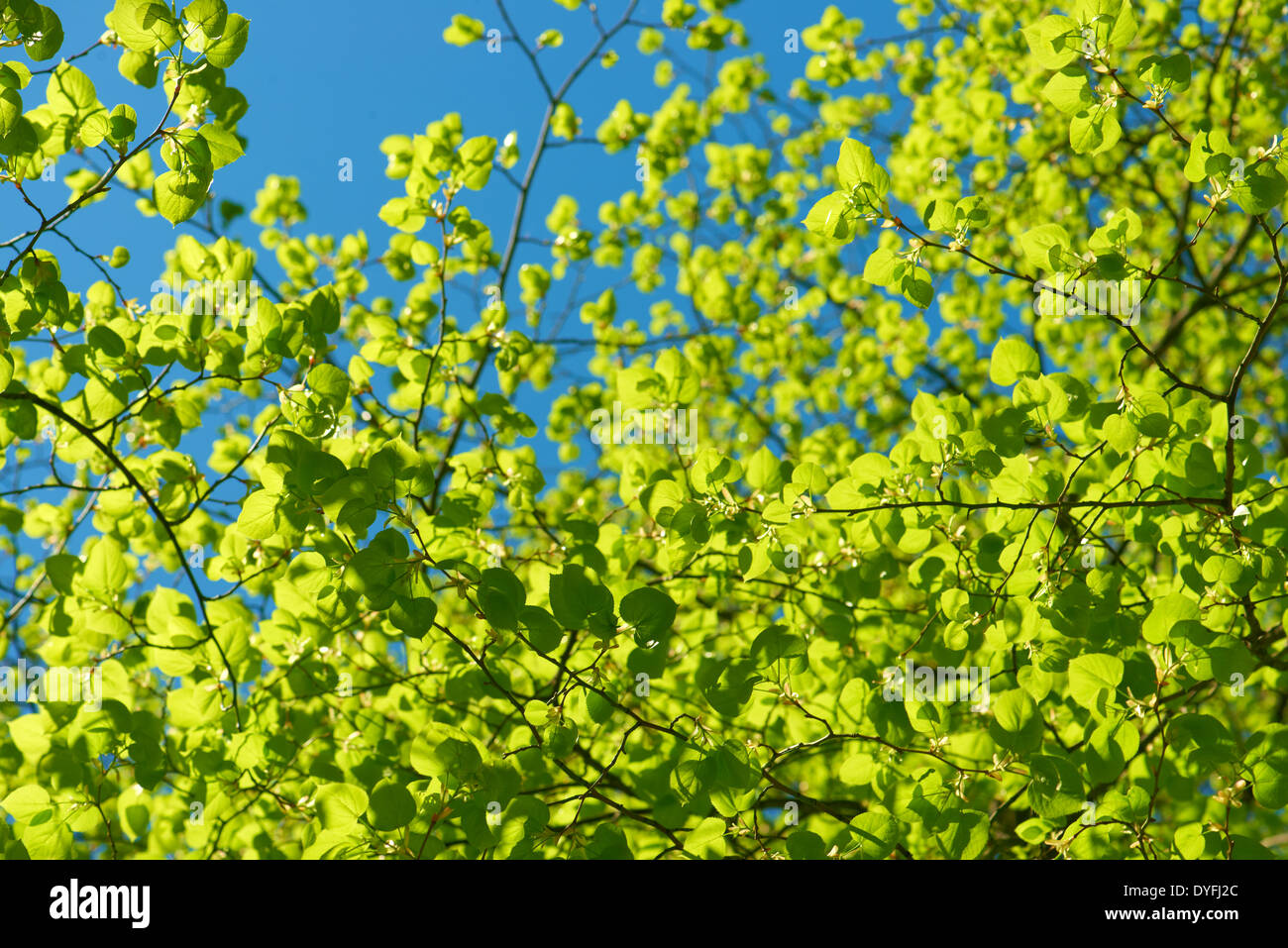 Green spring birch leaves background Stock Photo - Alamy