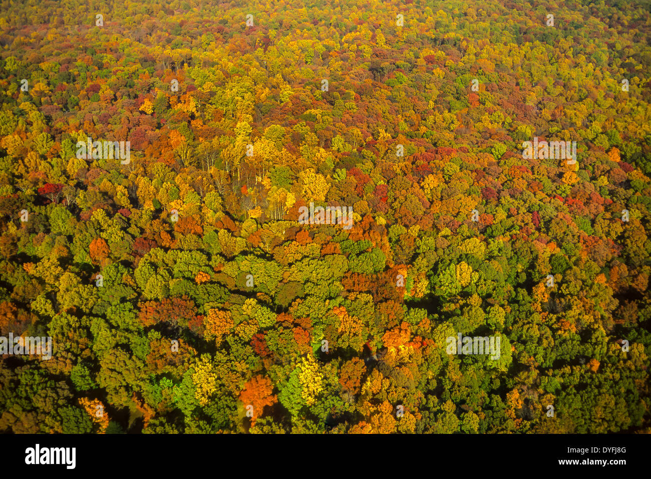 LOUDOUN COUNTY, VIRGINIA, USA - Aerial of autumn foliage tree canopy ...