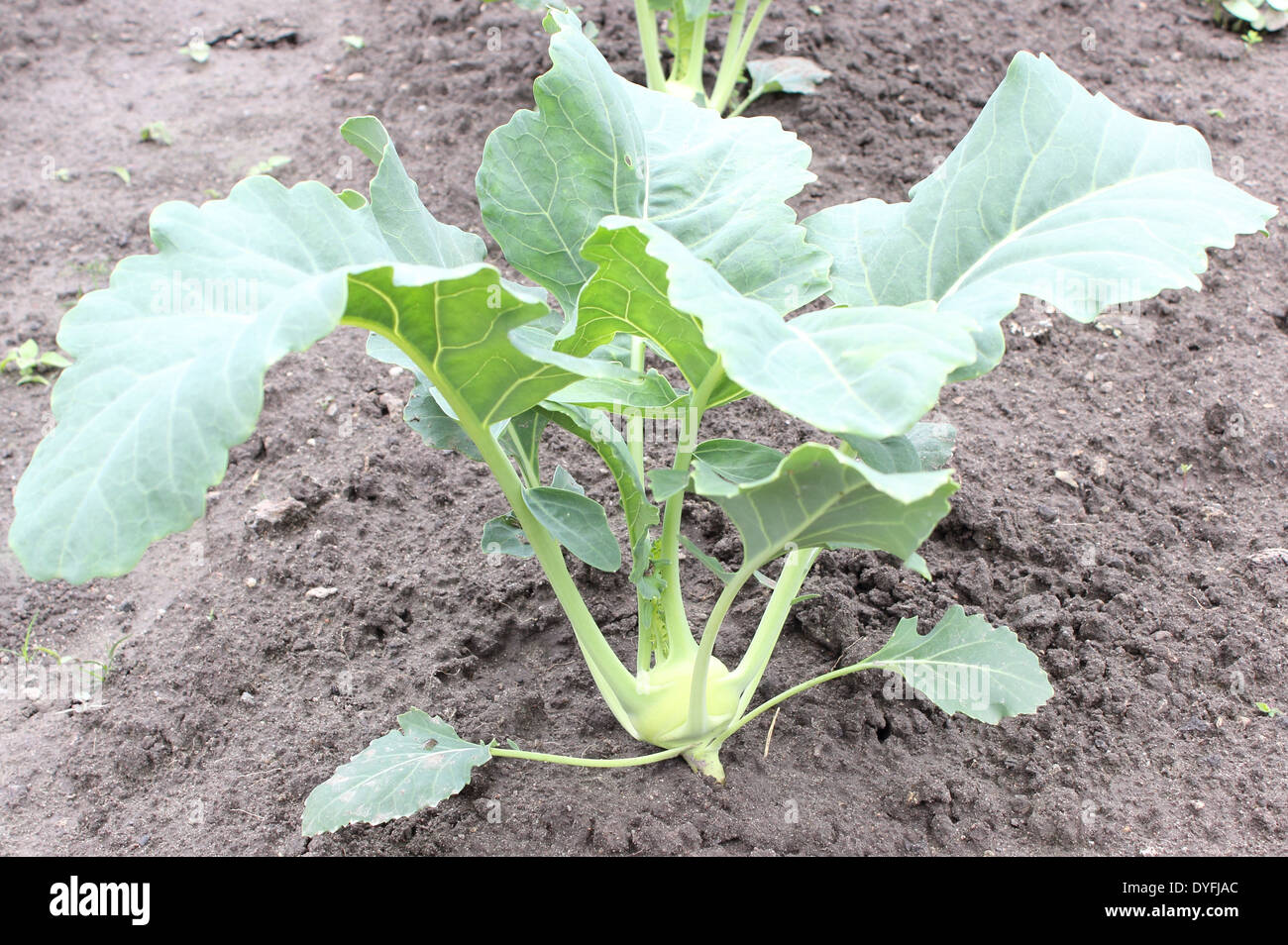 Closeup of a growing kohlrabi plant on agricultural field Stock Photo ...