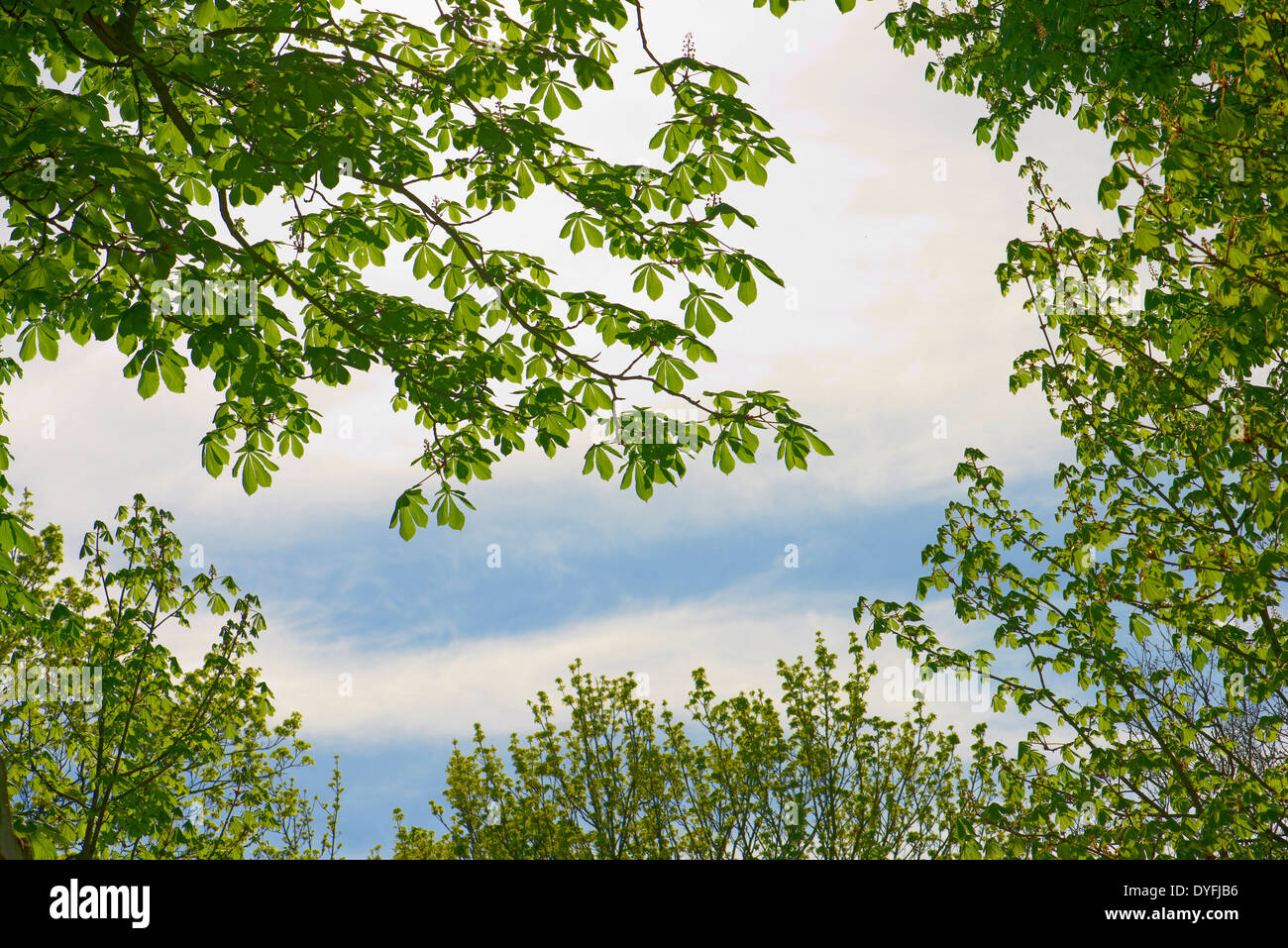 Spring abstraction hi-res stock photography and images - Alamy