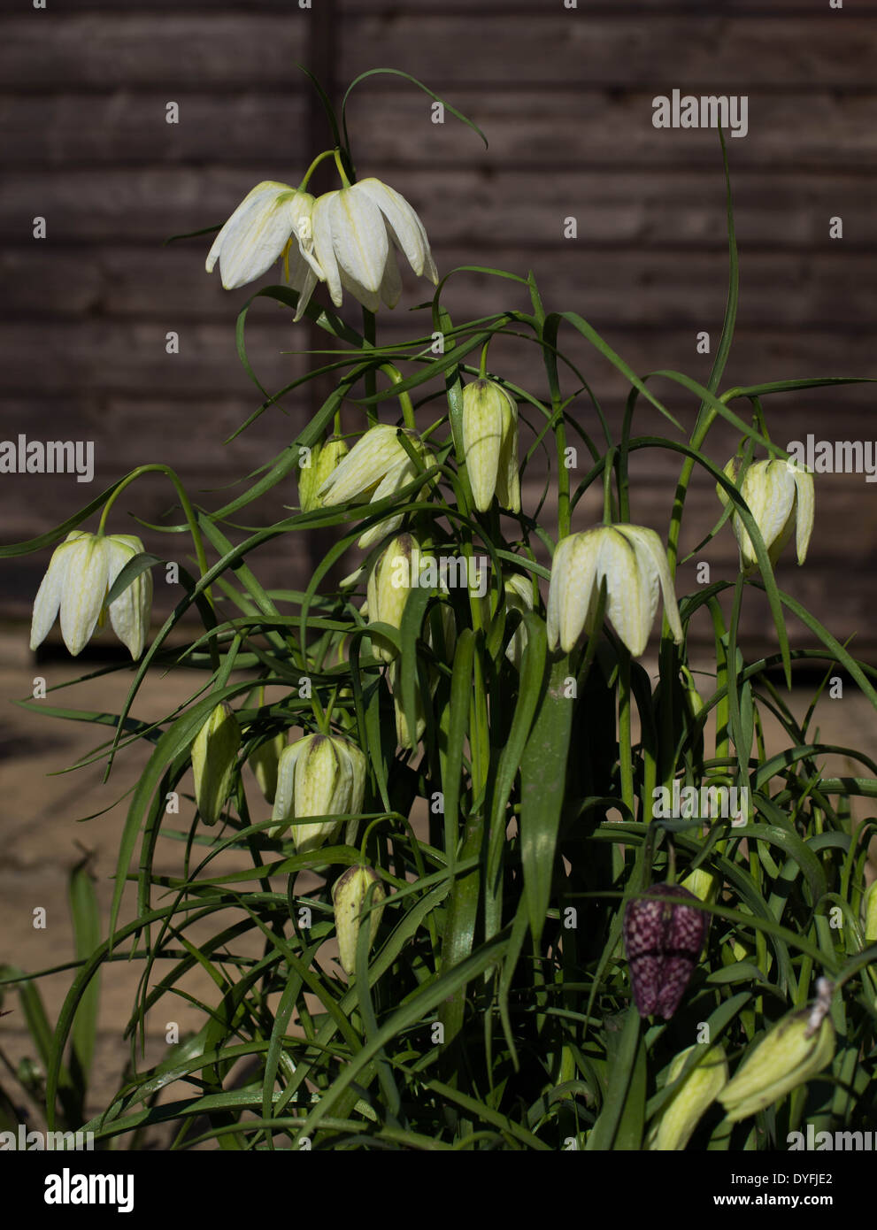 White Snakes Head flowers (Fritillaria meleagris Stock Photo - Alamy