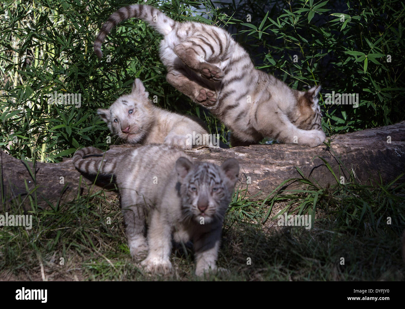 Buenos Aires, Argentina. 16th Apr, 2014. Three Bengal tiger cubs play ...