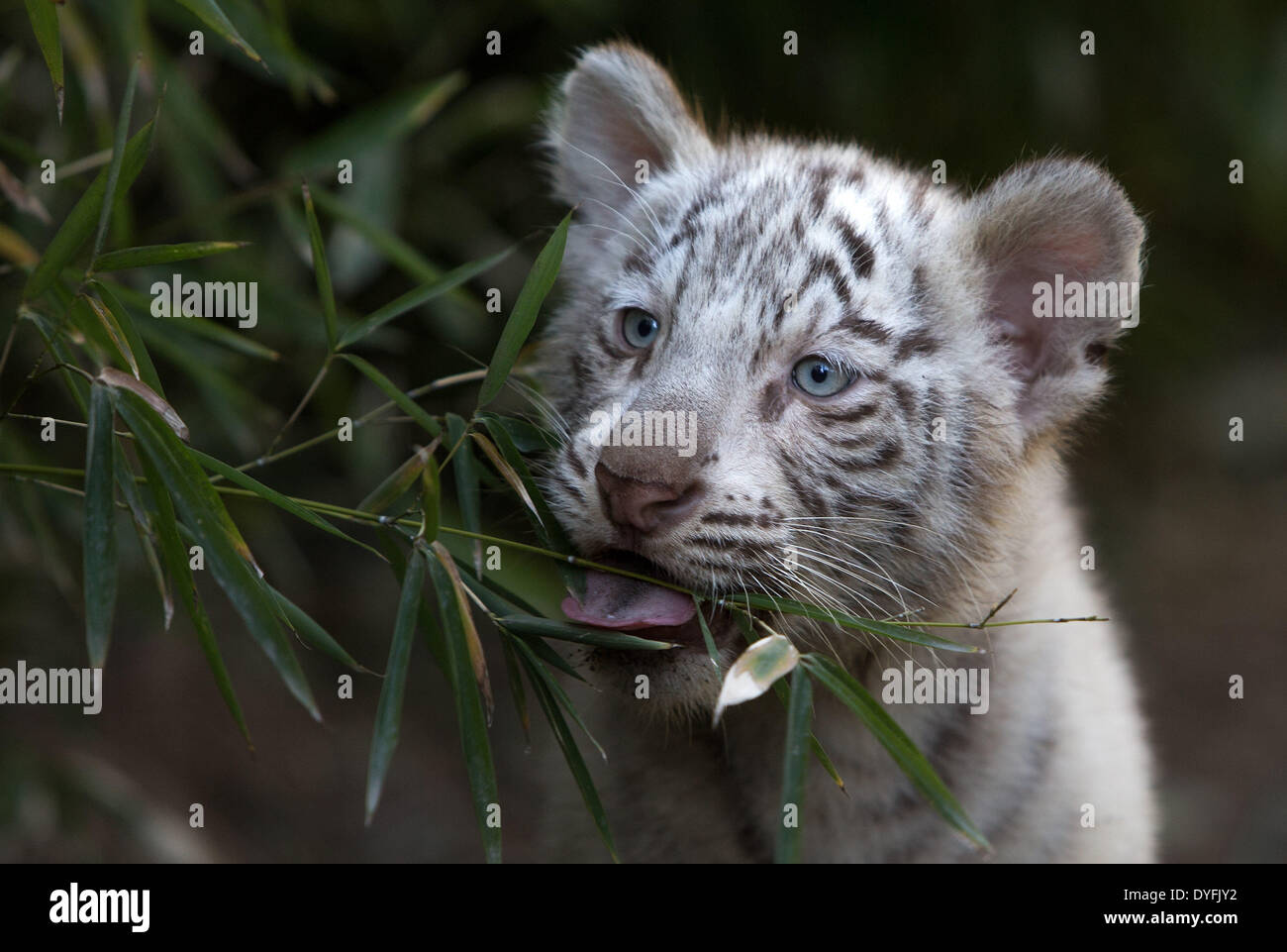Buenos Aires, Argentina. 16th Apr, 2014. A Bengal tiger cub reacts in ...