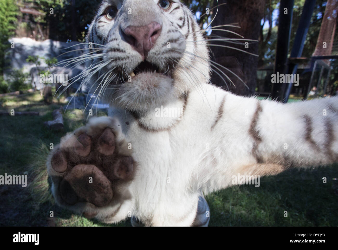 Buenos Aires, Argentina. 16th Apr, 2014. Cleo, the mother of three ...