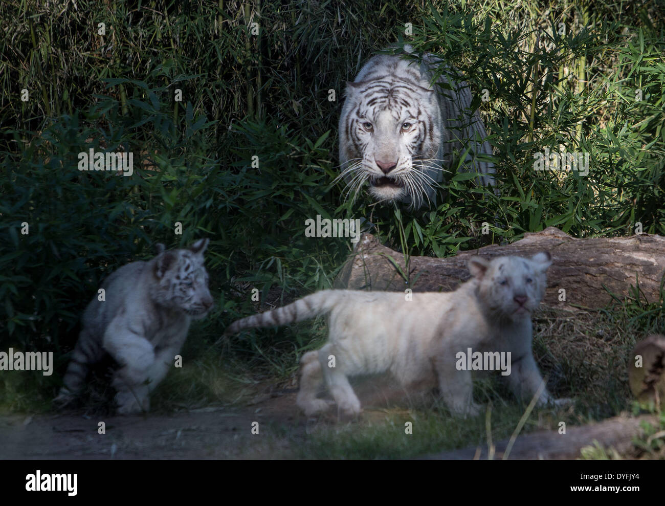 Buenos Aires, Argentina. 16th Apr, 2014. Two Bengal tiger cubs play ...
