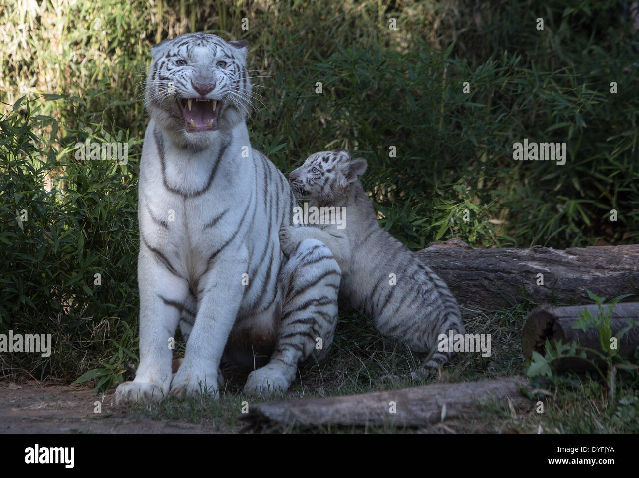 Buenos Aires, Argentina. 16th Apr, 2014. A Bengal tiger cub plays with ...