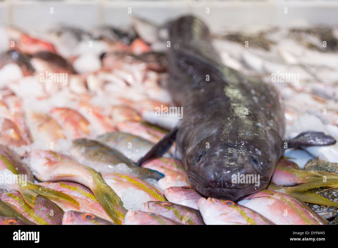 Fish for sale in a fish market, London, UK Stock Photo - Alamy
