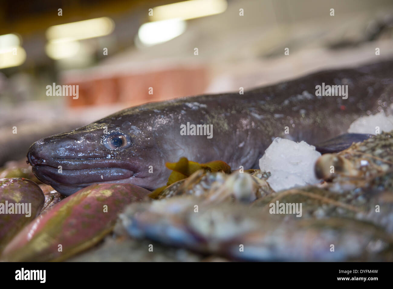 Fish for sale in a fish market, London, UK Stock Photo - Alamy