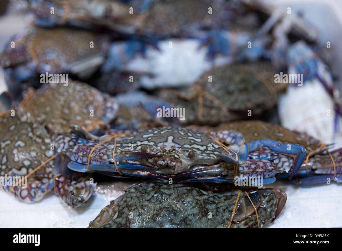 Male blue crab hi-res stock photography and images - Alamy