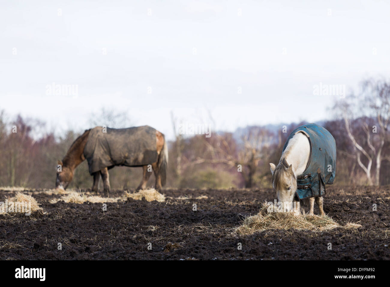 Two horses eating hi-res stock photography and images - Alamy