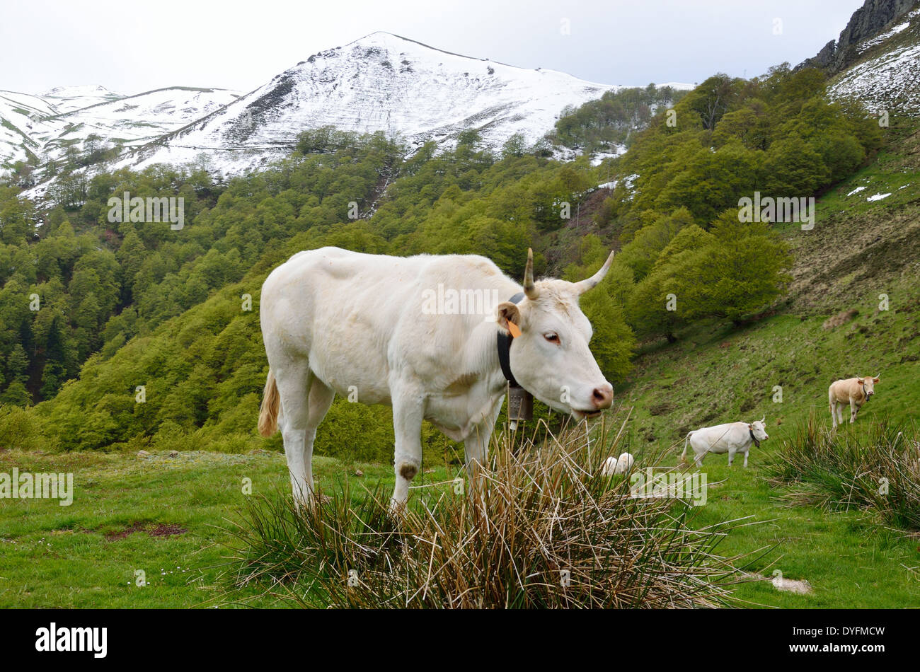 Cattle in the spring Pyrenees Stock Photo - Alamy