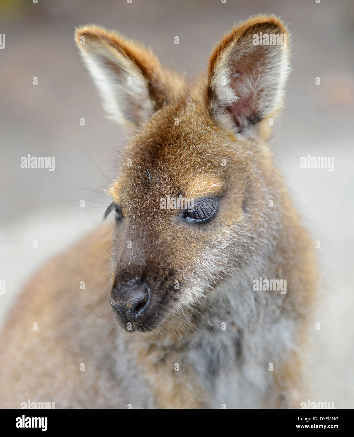 Kangaroo: Wild Wallaby Close-up Portrait, Australia Stock Photo - Alamy