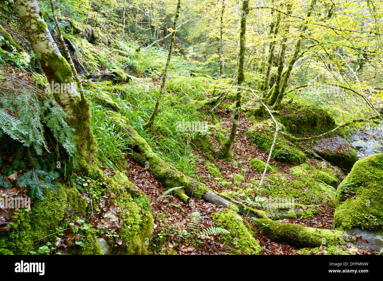Aspe valley france pyrenees hi-res stock photography and images - Alamy