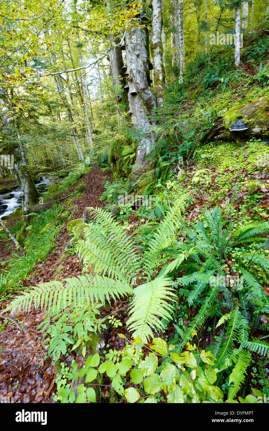 Aspe valley france pyrenees hi-res stock photography and images - Alamy