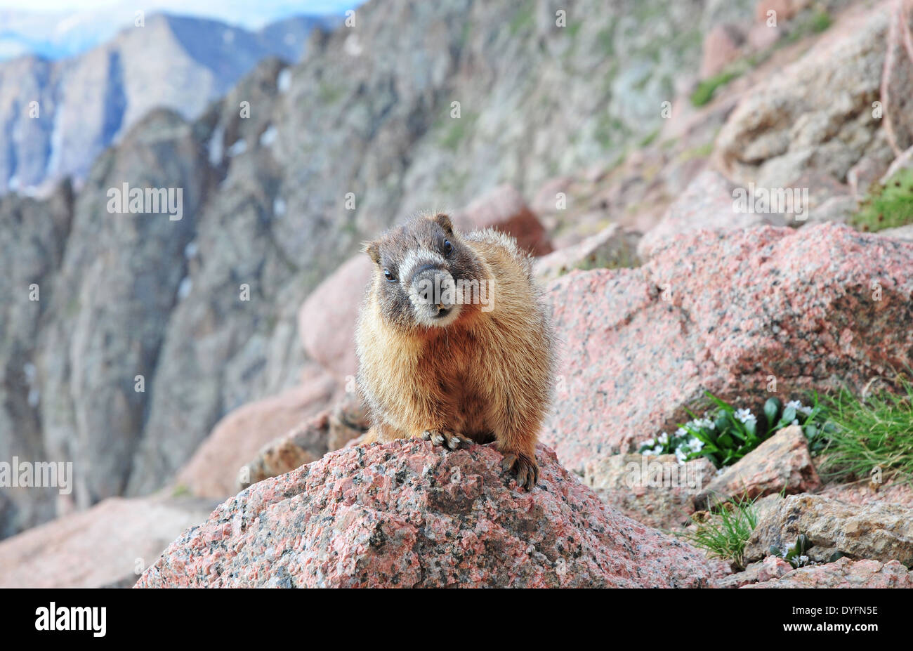 Marmot basin hi-res stock photography and images - Alamy