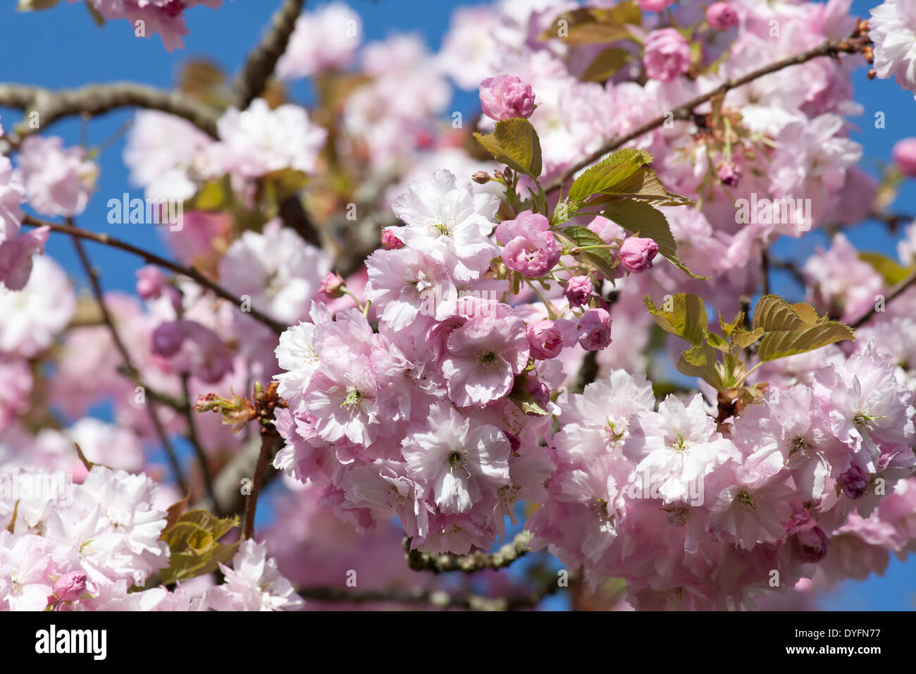 Pink leaf tree hi-res stock photography and images - Alamy