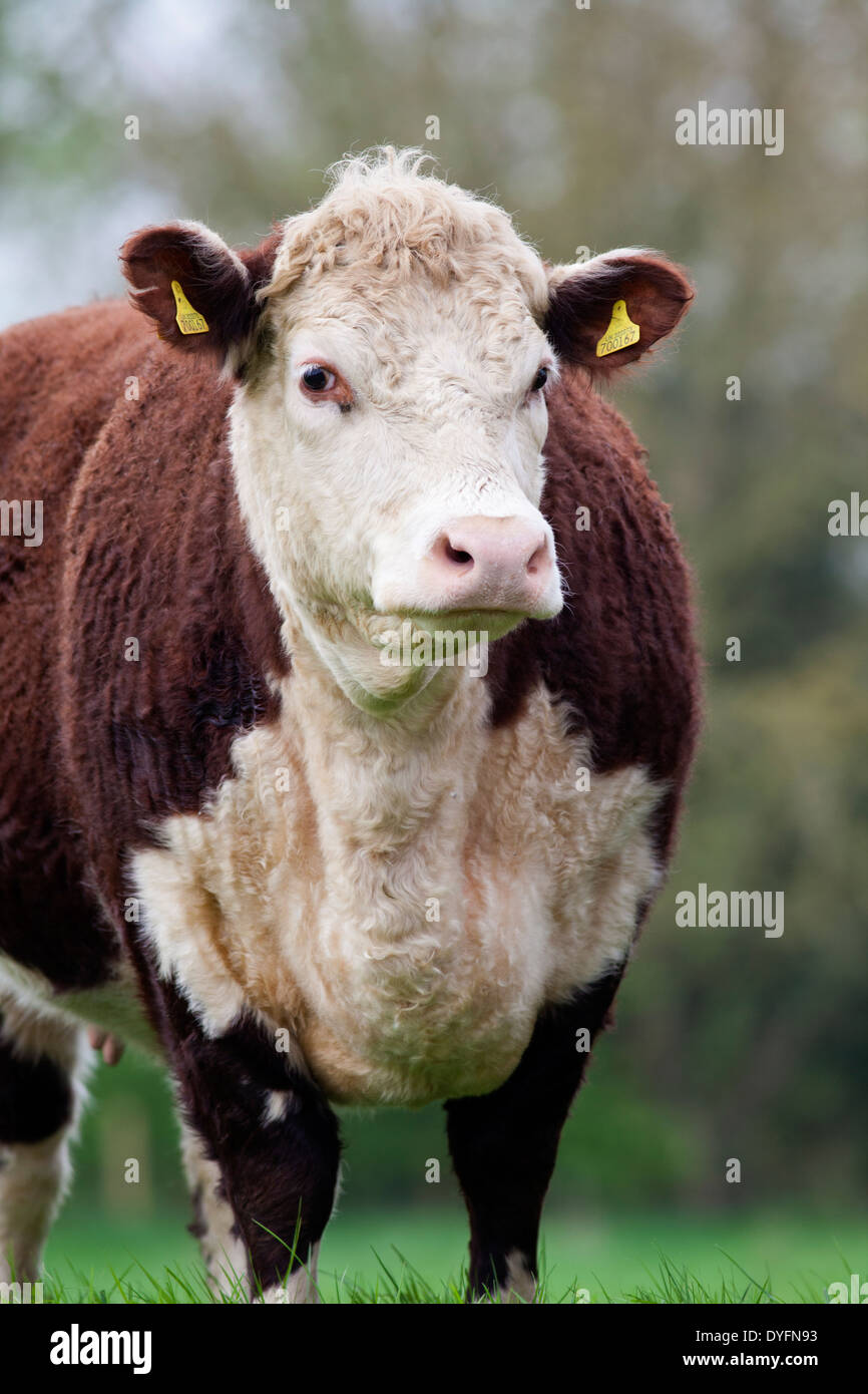 Hereford bull head hi-res stock photography and images - Alamy