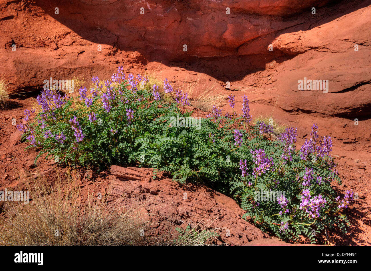Locoweed hi-res stock photography and images - Alamy