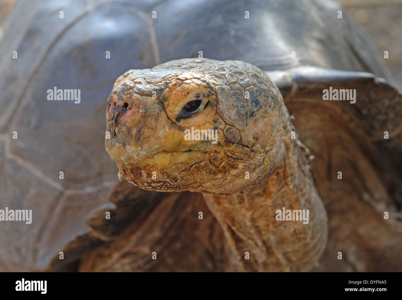 Galapagos Tortoise, Galapagos Islands, Ecuador Stock Photo - Alamy