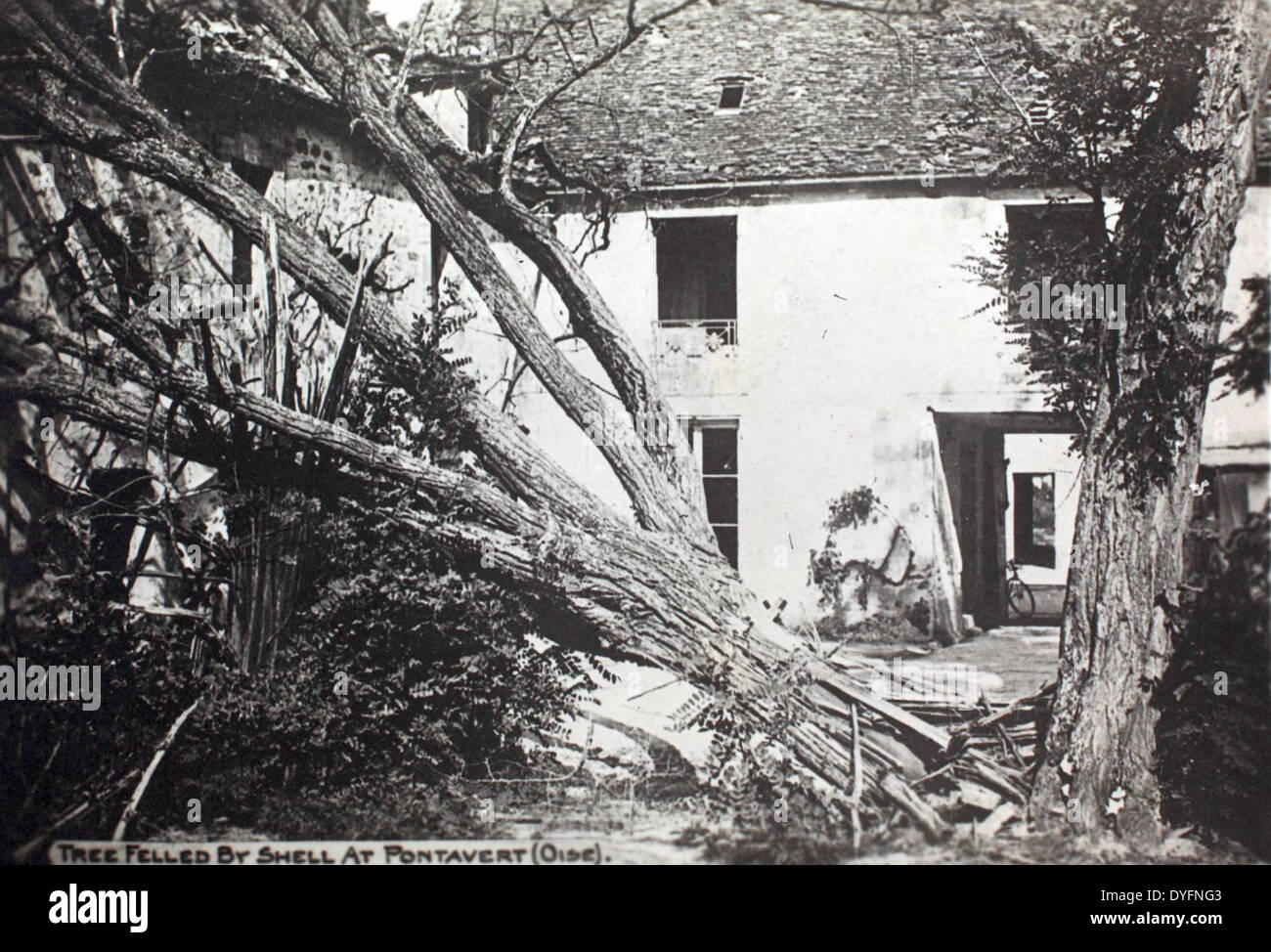 During World War I, a tree in Pontavert, Oise, was felled by artillery ...