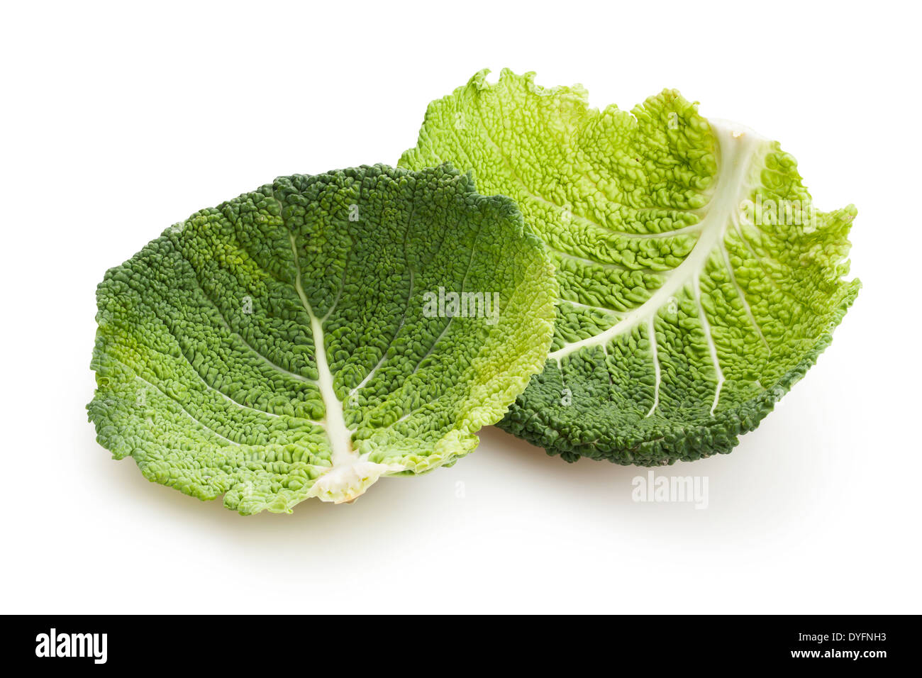 Cabbage Leaf Illustration