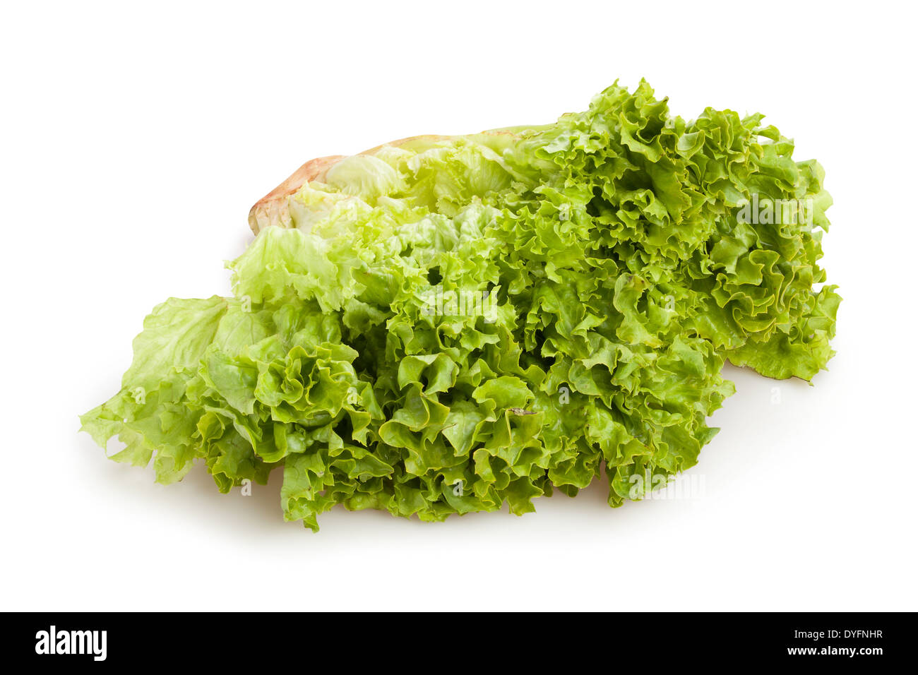 lollo bionda lettuce isolated Stock Photo - Alamy