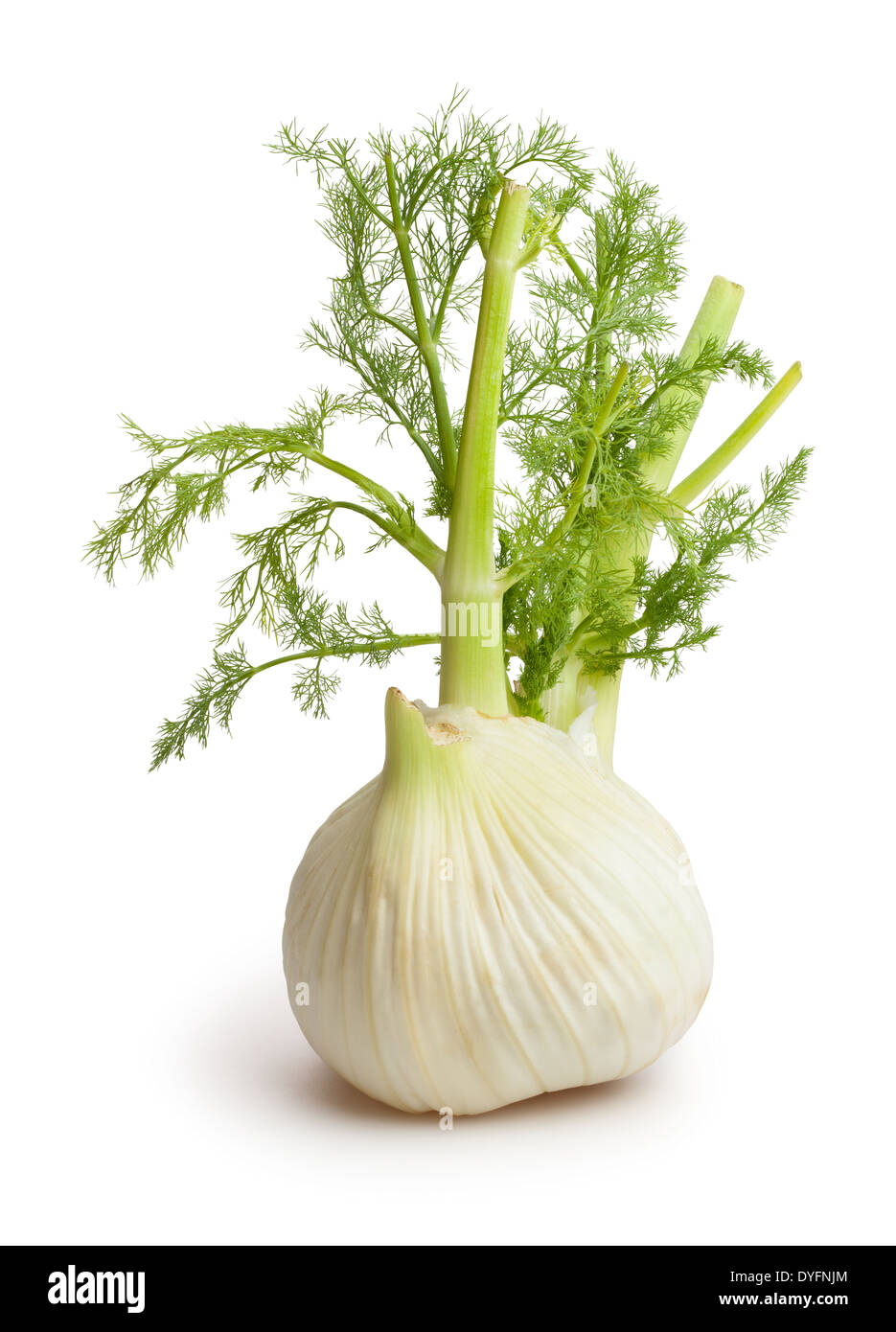 Fennel bulb hi-res stock photography and images - Alamy