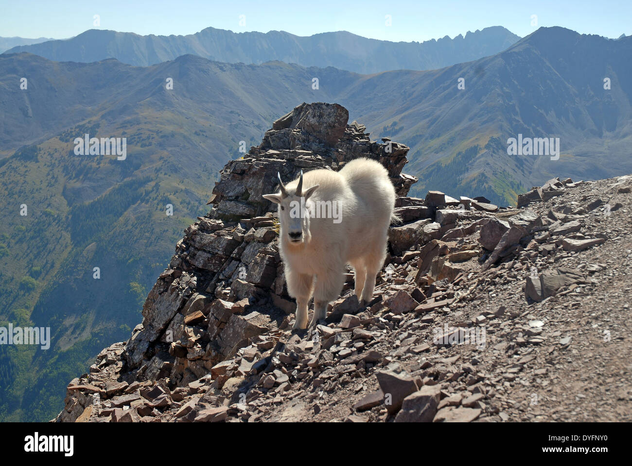 Goat bells hi-res stock photography and images - Alamy