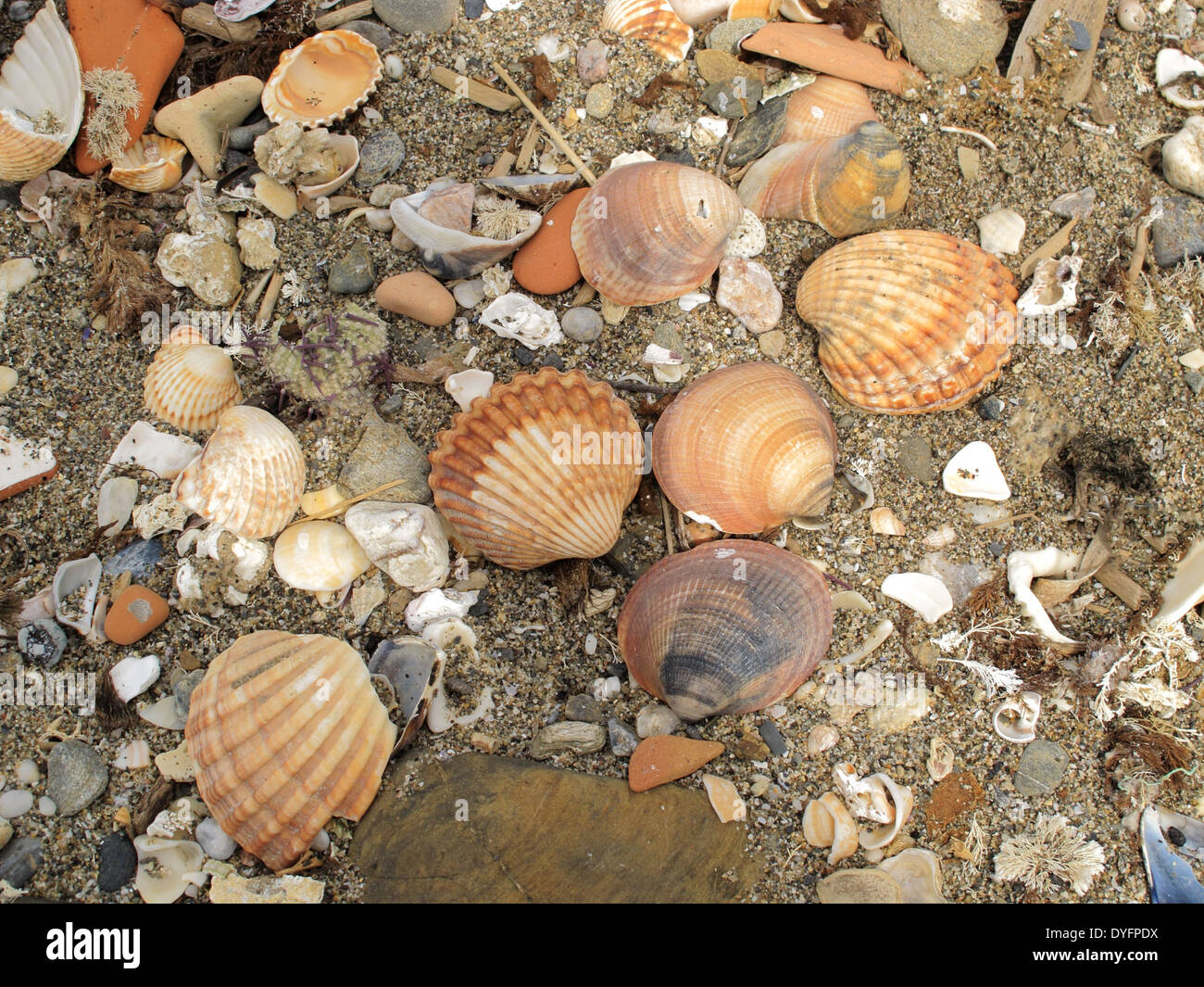 Seashells and pebbles in the sand Stock Photo - Alamy