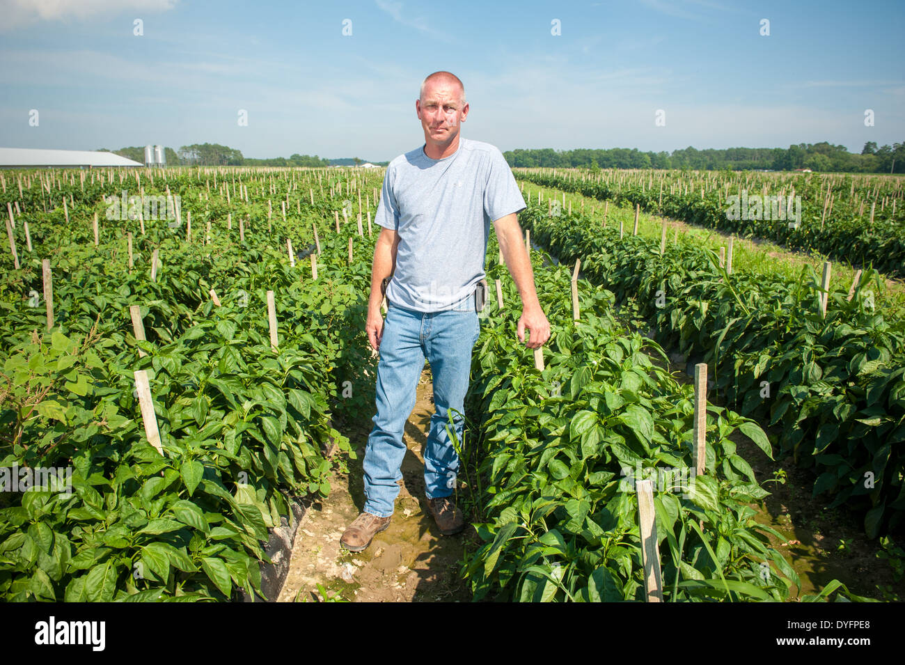 Pepper field hi-res stock photography and images - Alamy
