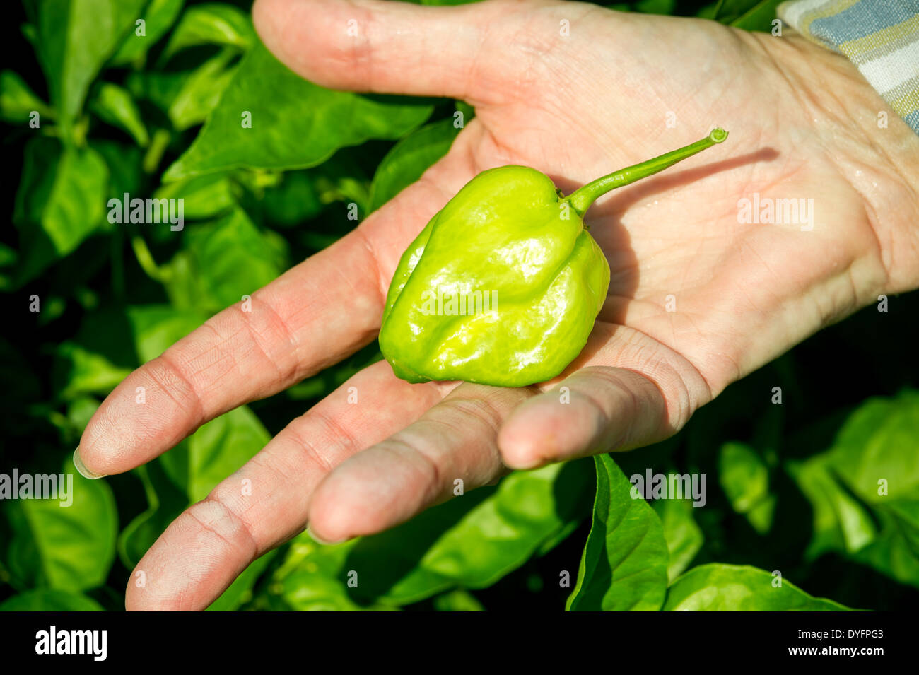 Hand holding green pepper Stock Photo - Alamy