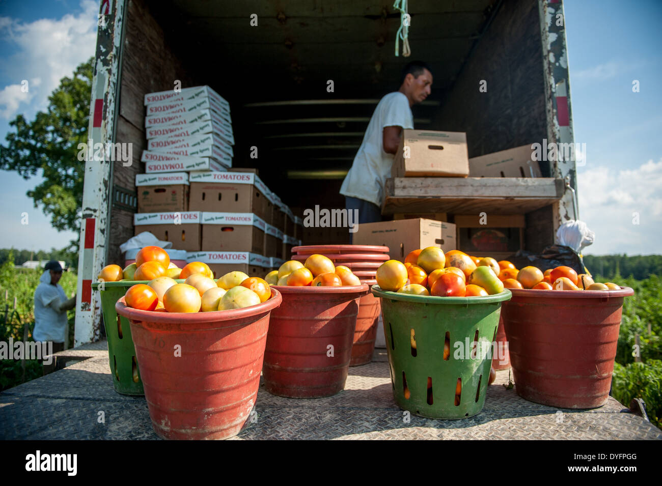 Tomato harvest truck hi-res stock photography and images - Alamy