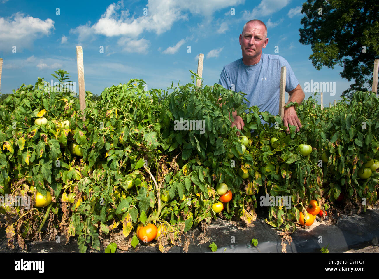 MD Farmer with tomato plants Stock Photo - Alamy