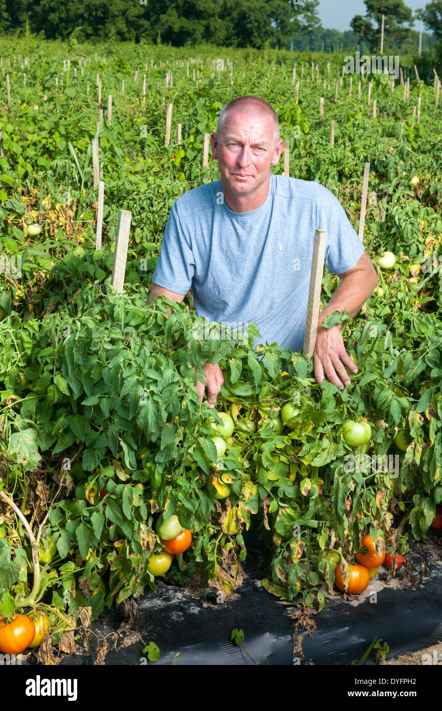 Caucasian tomatoes hi-res stock photography and images - Alamy