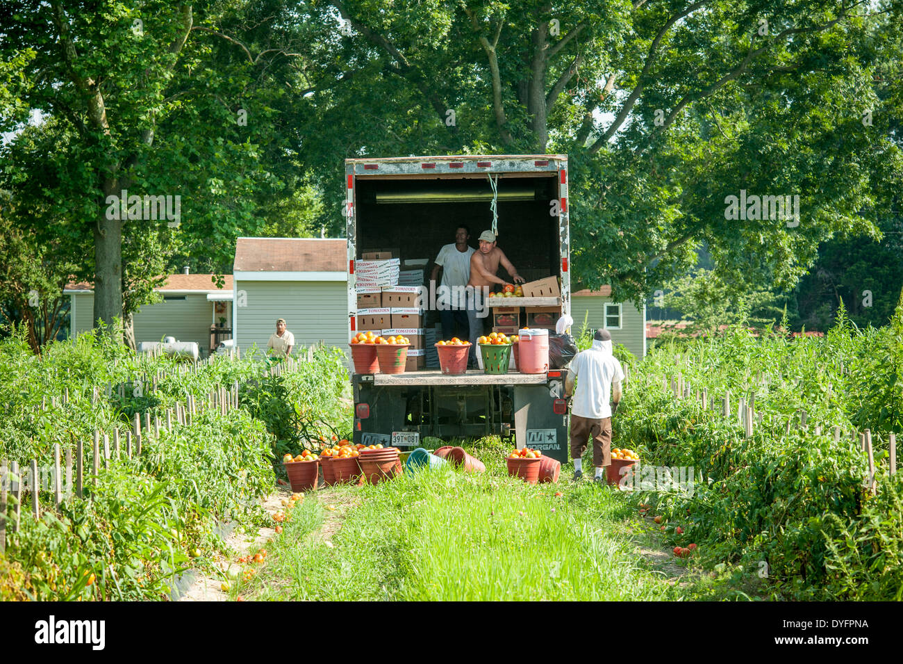 Tomato harvest truck hi-res stock photography and images - Alamy