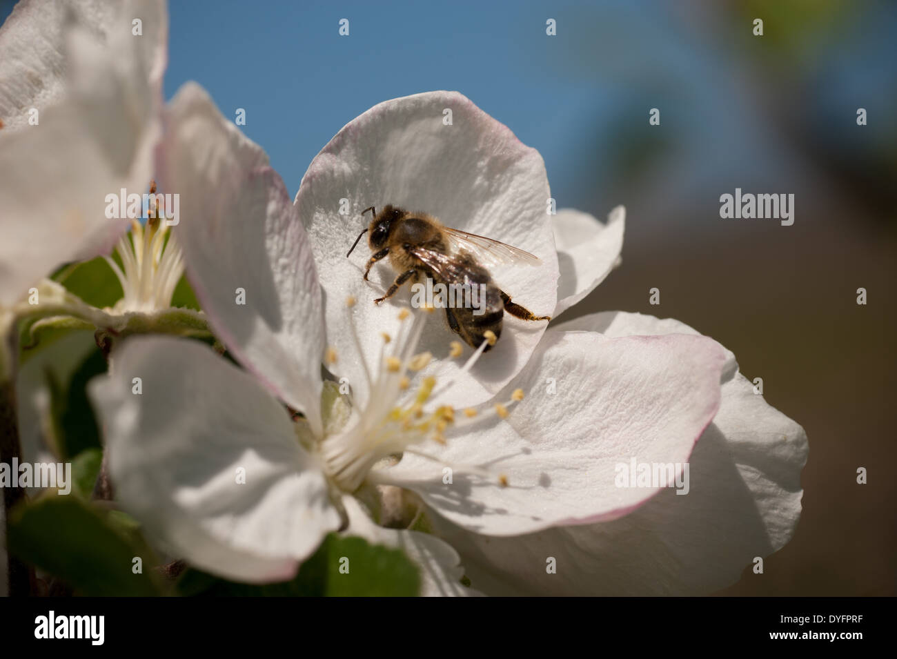Apple blossom bee hi-res stock photography and images - Alamy