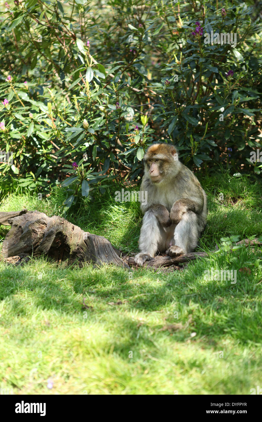 Lone Barbary macaque Monkey sitting upright on a log in the sun Stock ...