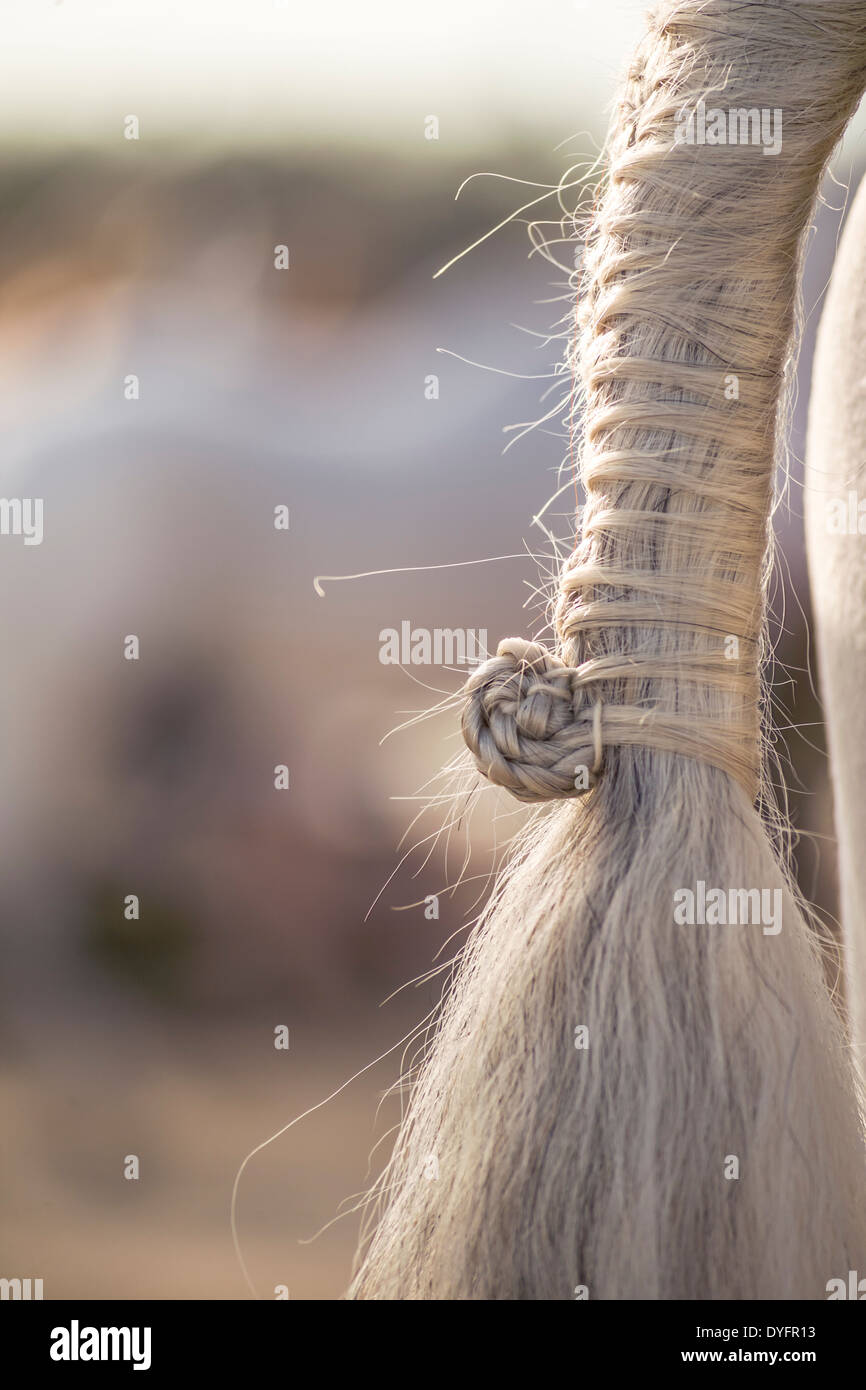 Fancy tail hi-res stock photography and images - Alamy