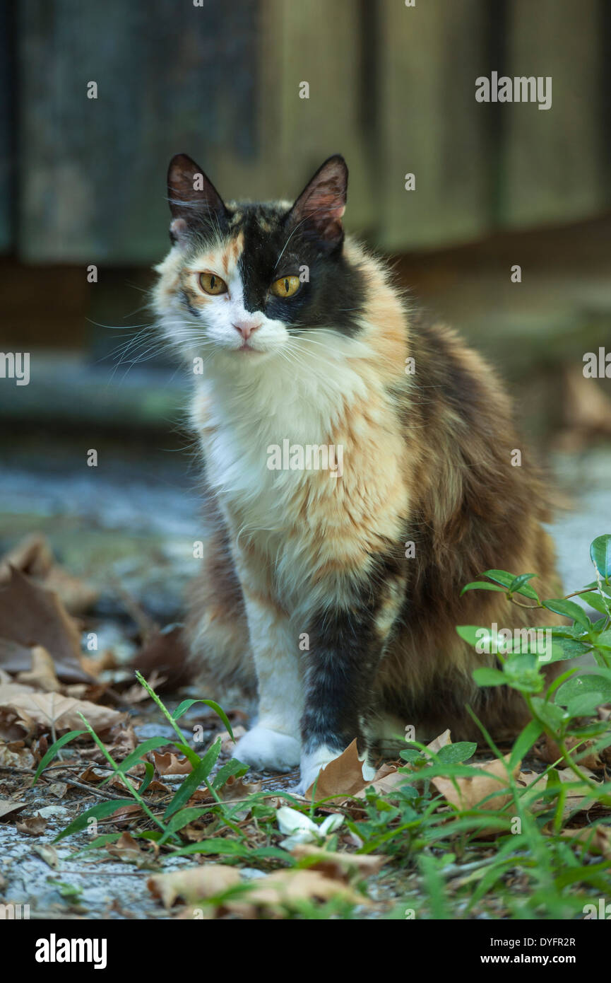 Cat feline hi-res stock photography and images - Alamy